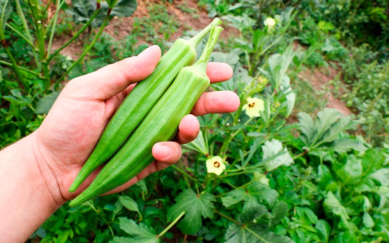 Conoces Las Okras Y Su Uso Culinario Disfruta Verdura Conoces Las Okras Y Su Uso Culinario Disfruta Verdura
