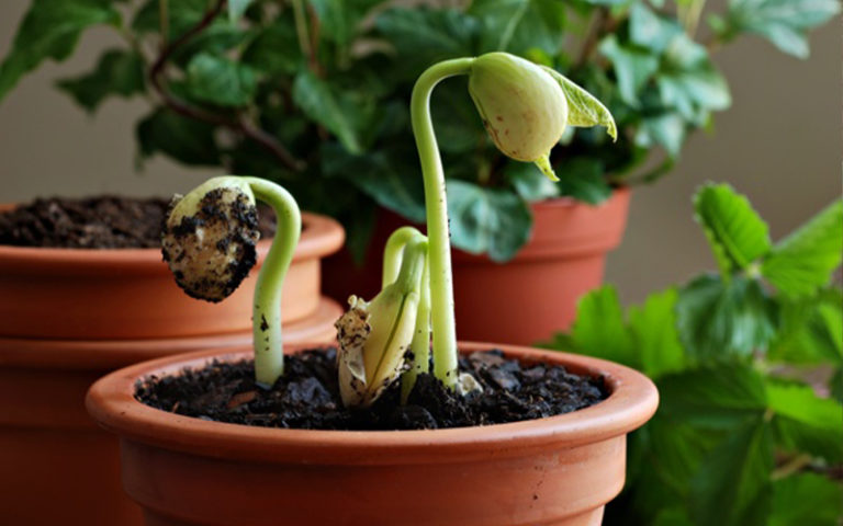 Semillas de habas para plantar en casa - Disfruta & Verdura